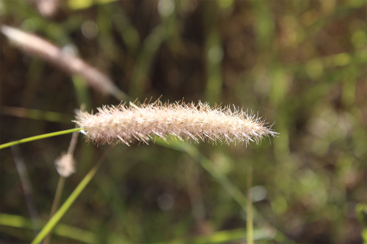 Into the weeds: Building Buffel management capacity | Department of ...