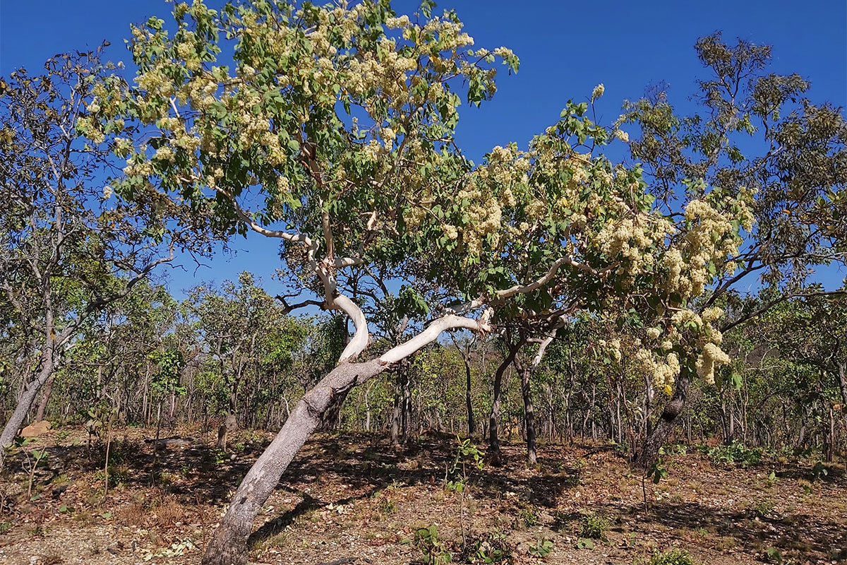 NT Eucalypts Changing Names | Department of Lands, Planning and Environment